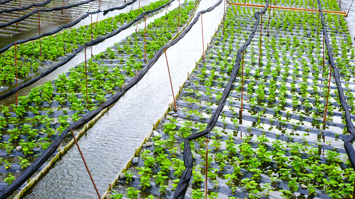 Wasabi – the Flavorful Root – Renée Voltaire