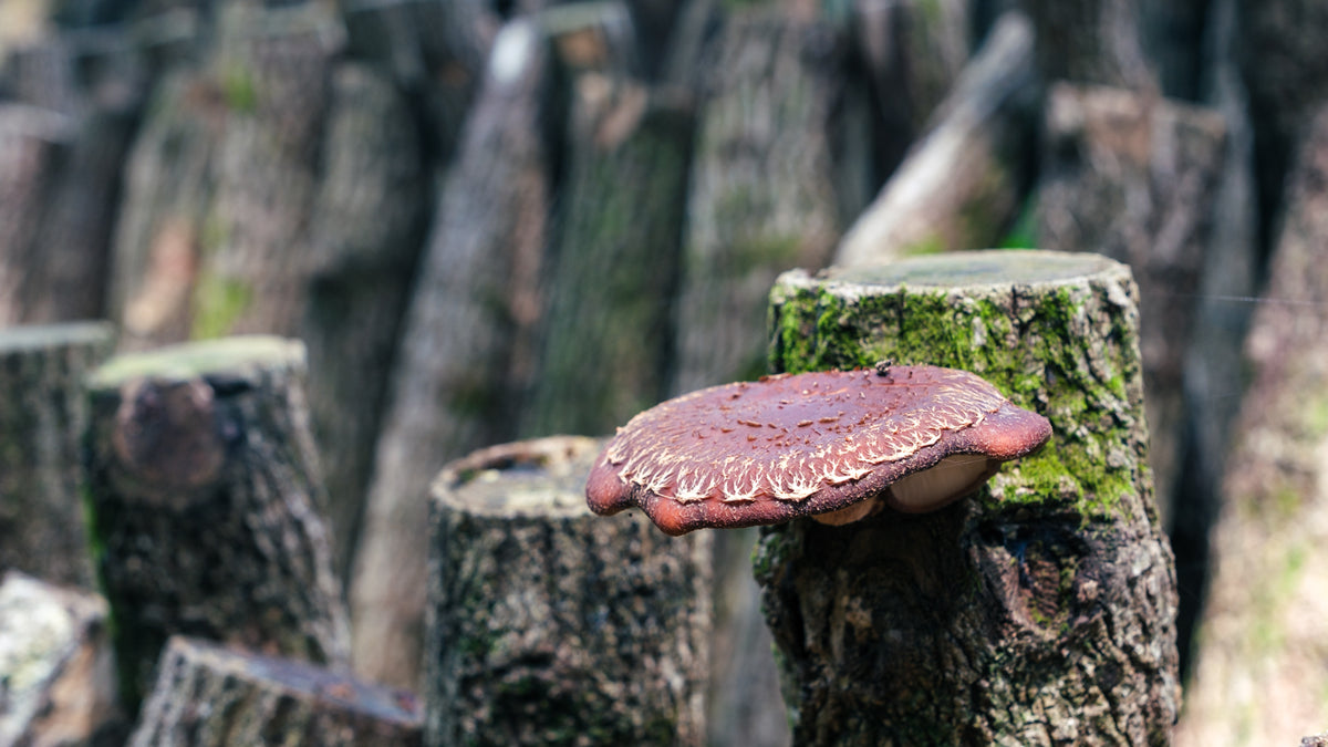 Shiitake – the umami of the forest – Renée Voltaire