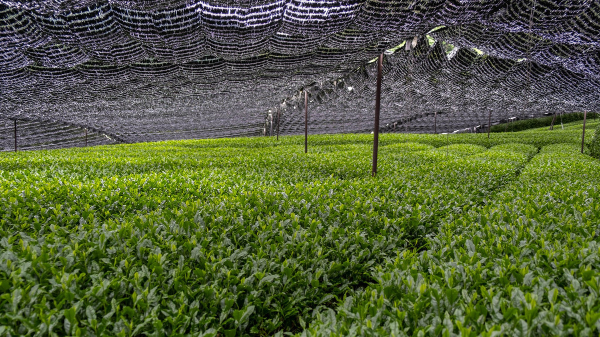 How matcha is produced - Cultivation – Renée Voltaire